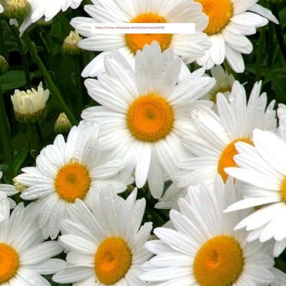 Seeds | Accents | Alaska Shasta Daisy Flower Seeds Bogo | Poshmark